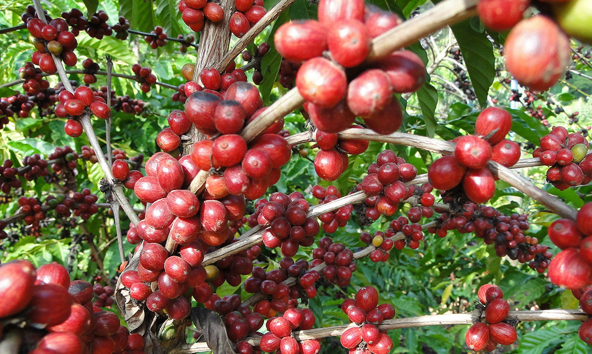La ruta del café – Viajo con estilo